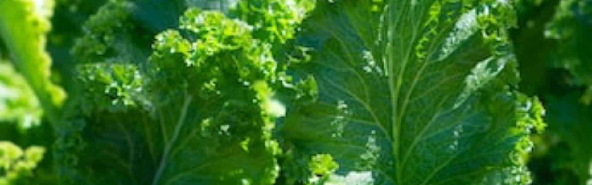One Thing You Must Know About Leafy Greens | Raw Food Feast